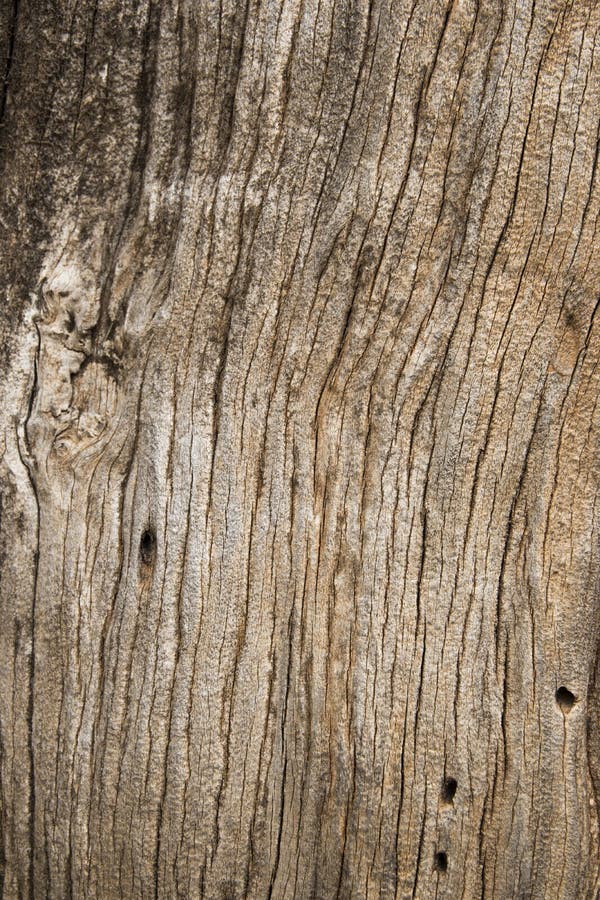 Infested Wood Texture. Wood Texture of Dried Tree Trunk with Hole ...