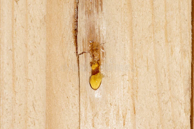 Wood Texture, a Drop of Wood Resin from a Freshly Sawn Board, Close-up ...