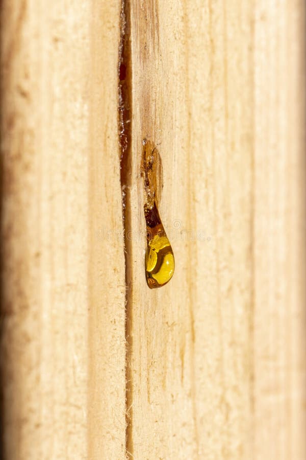 Wood Texture, a Drop of Wood Resin from a Freshly Sawn Board, Side View ...
