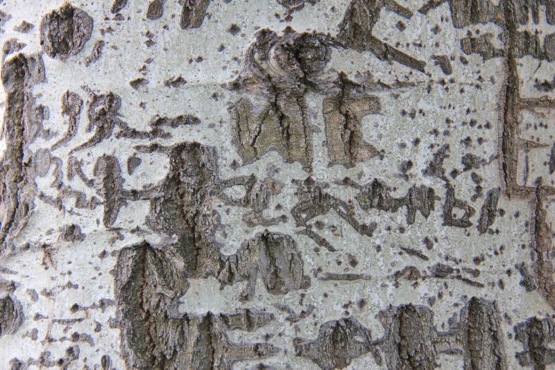 Wood Texture. Dry Tree with Egravings Stock Photo - Image of tree ...