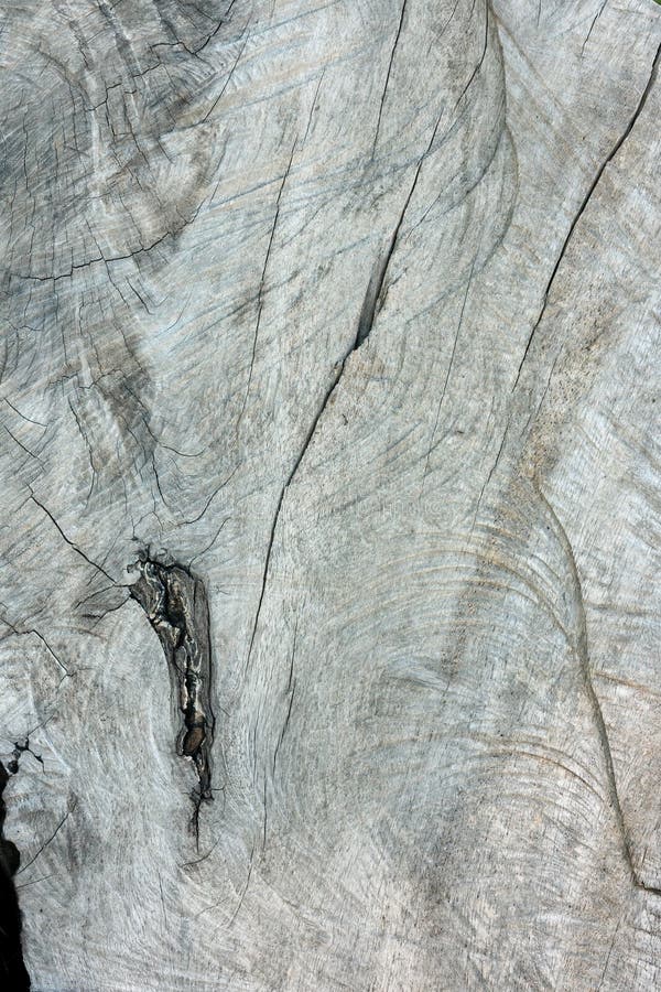 Wood Texture of Dry Tree Stump, Background Stock Photo - Image of ... Wood Texture of Dry Tree Stump, Background Stock Photo - Image of ...