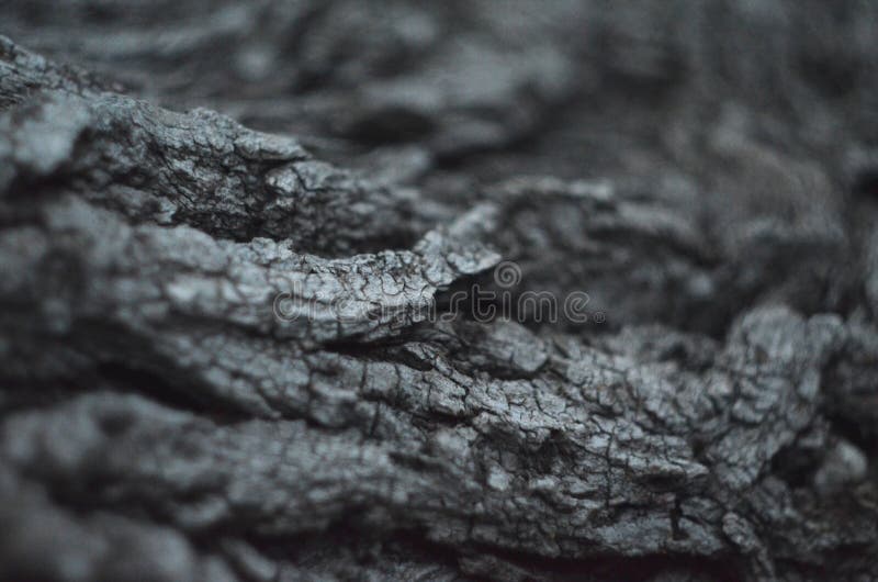 Wood texture. Gray tree stock image. Image of gray, rough - 143014797