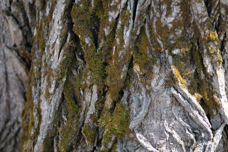 Wood Texture with Green Moss Stock Image - Image of mossy, light: 216932049