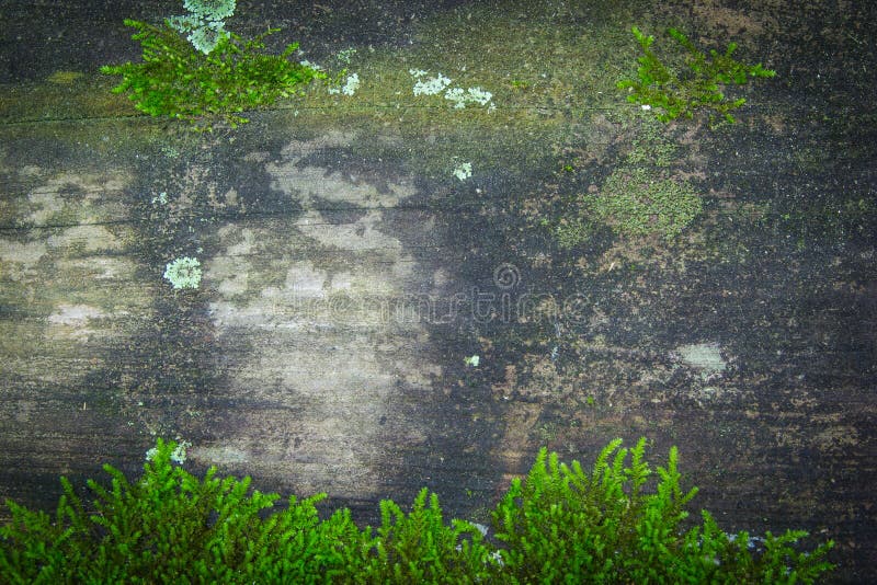 Wood Texture with Green Moss. Stock Image - Image of mold, grooved ...