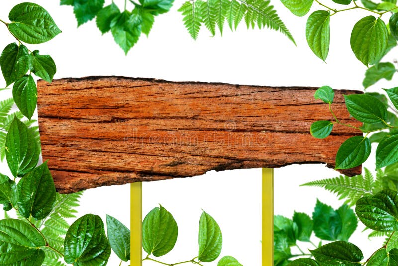 Wood Texture Green Trees and Leaf Greenery Isolate Stock Image - Image ...