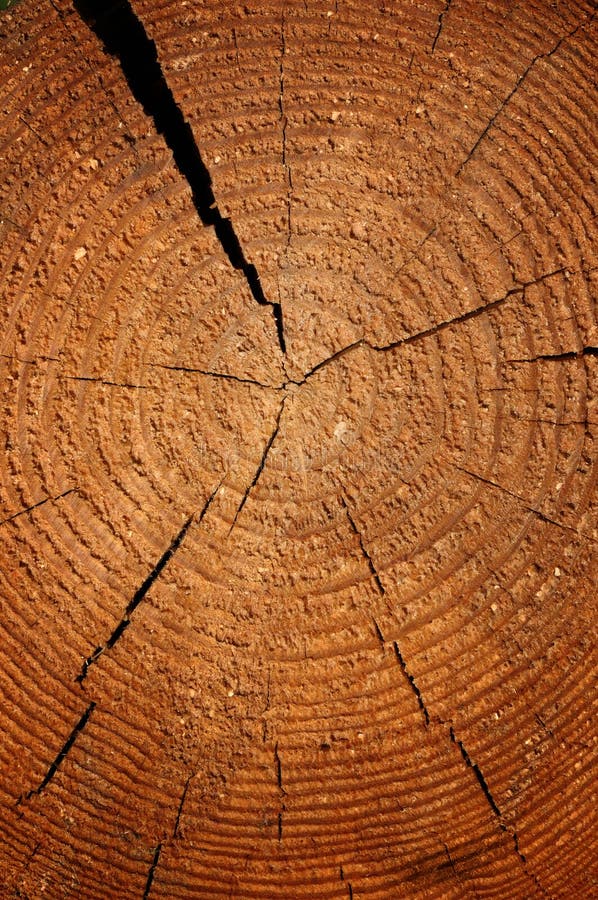 Wood texture stock image. Image of slice, rings, firewood - 59208719