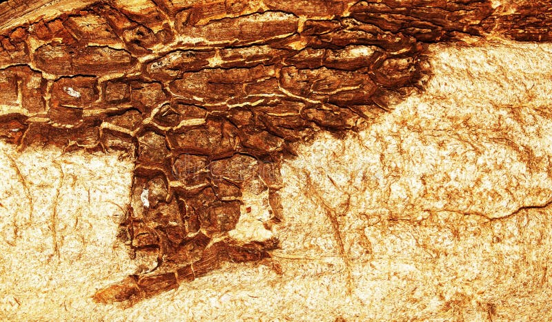 Wood texture stock image. Image of decor, nature, design - 48840785