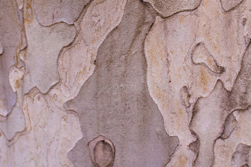 Wood texture with influx stock image. Image of design - 184087523