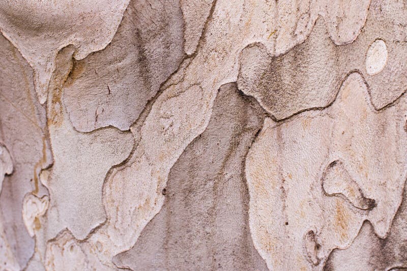 Wood texture with influx stock photo. Image of hardwood - 184089130