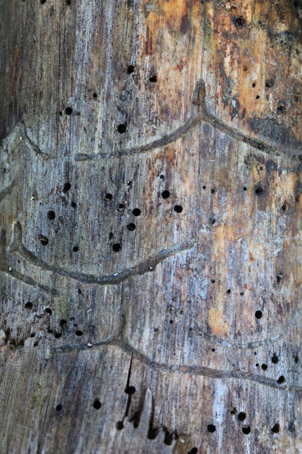 Wood texture stock photo. Image of insect, tree, background - 74002772
