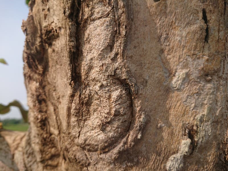 Wood Texture of a Jati Tree in the Forest Stock Photo - Image of tree ...