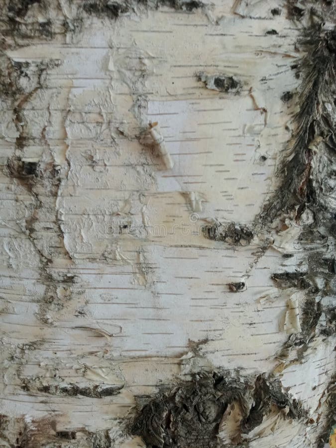 Light bark of a tree stock image. Image of materials - 102507821