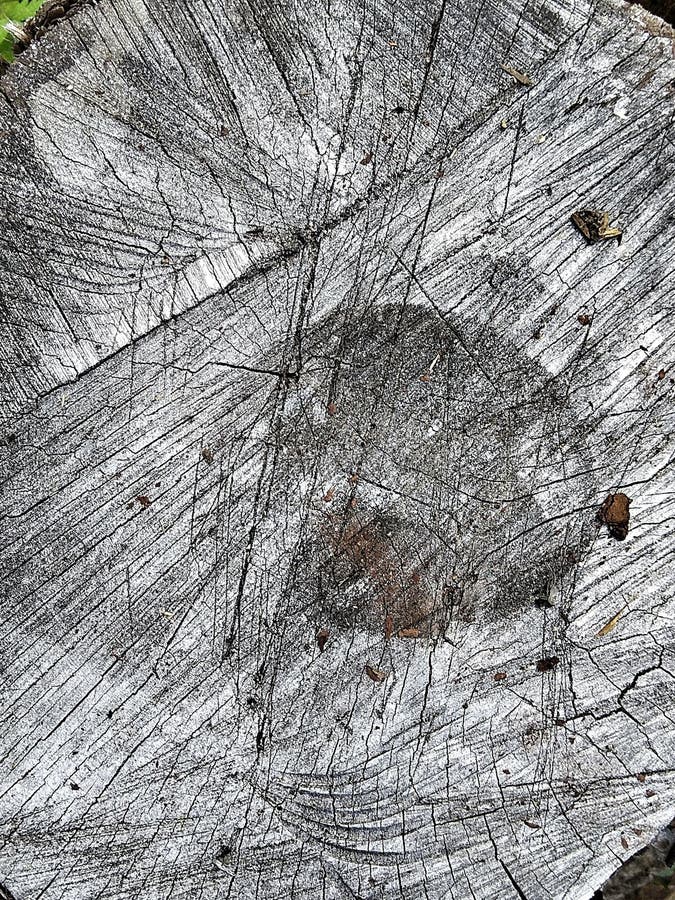 Wood Texture Wood Lines Forest Graphic Stock Image - Image of lines ...