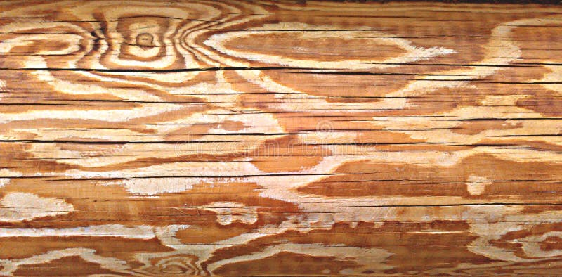 Wood Texture Log Light Colors Stock Image - Image of forest, pine: 60981307