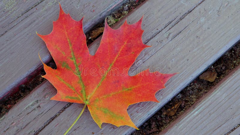 Wood Texture with Maple Leaf Stock Image - Image of veins, natural ...