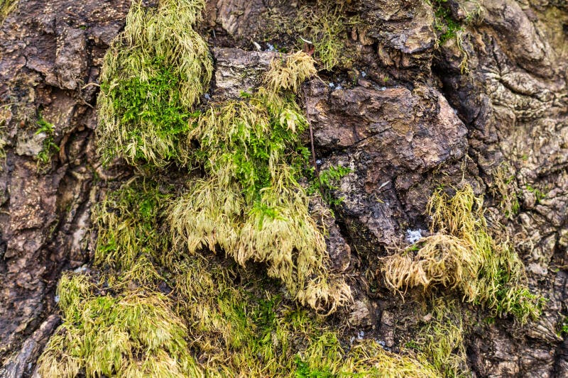 Wood texture with moss . stock photo. Image of natural - 102567378