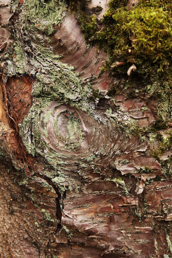 Wood texture with moss stock image. Image of brown, texture - 37081921