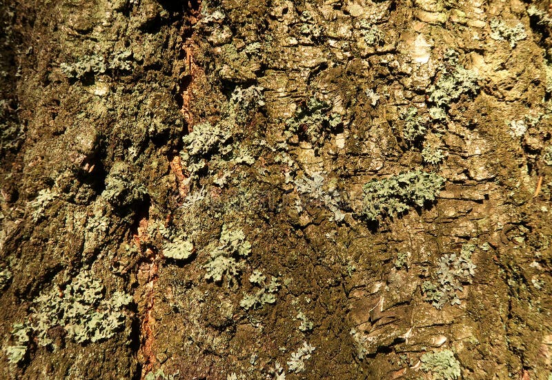 Wood Texture with Moss Close Up Stock Photo - Image of green, soil ...