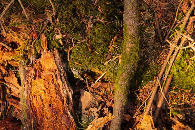 Wood texture with moss stock image. Image of branch - 216912531