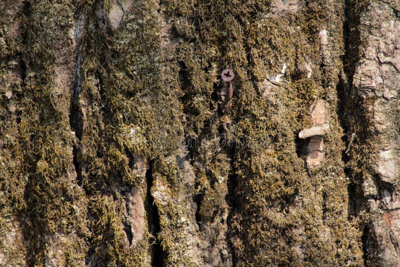 Wood texture with moss stock image. Image of branch - 216931993