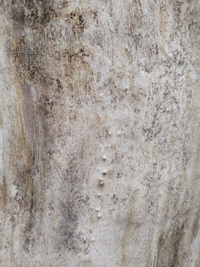 Wood texture nature tree stock photo. Image of grain - 158062346