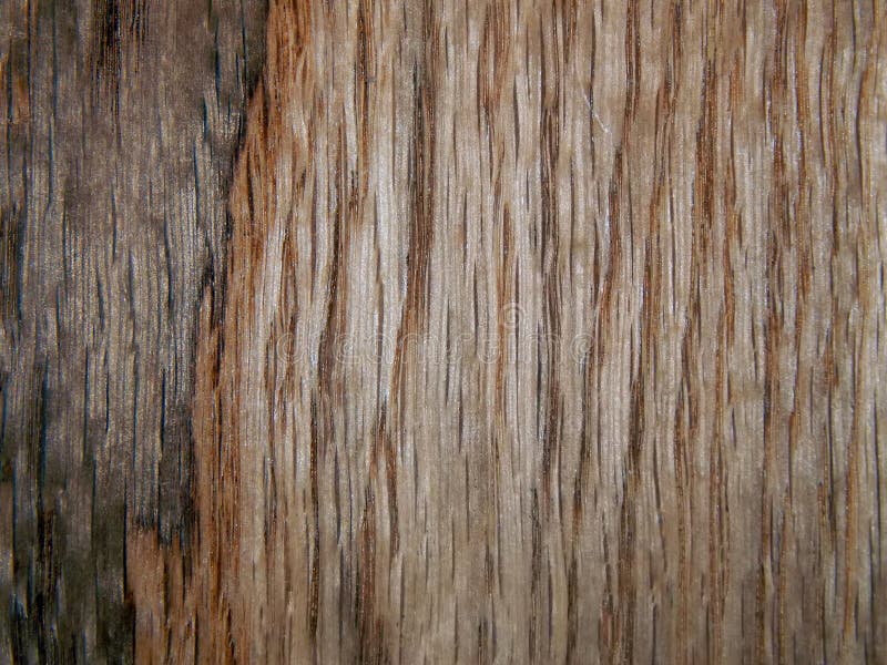 Wood Texture. Oak Tree Sheet Surface Stock Photo - Image of glossy ...