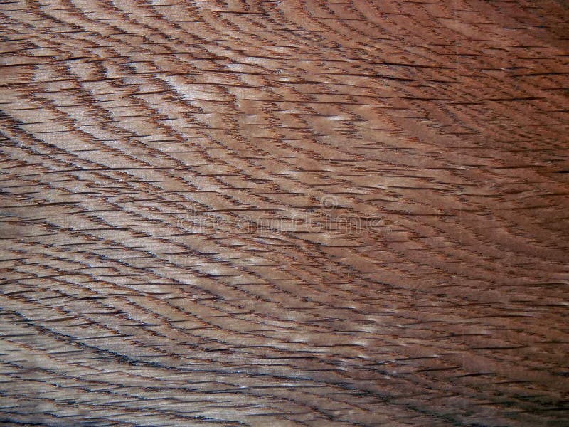 Wood Texture. Oak Tree Sheet Surface Stock Photo - Image of grain ...