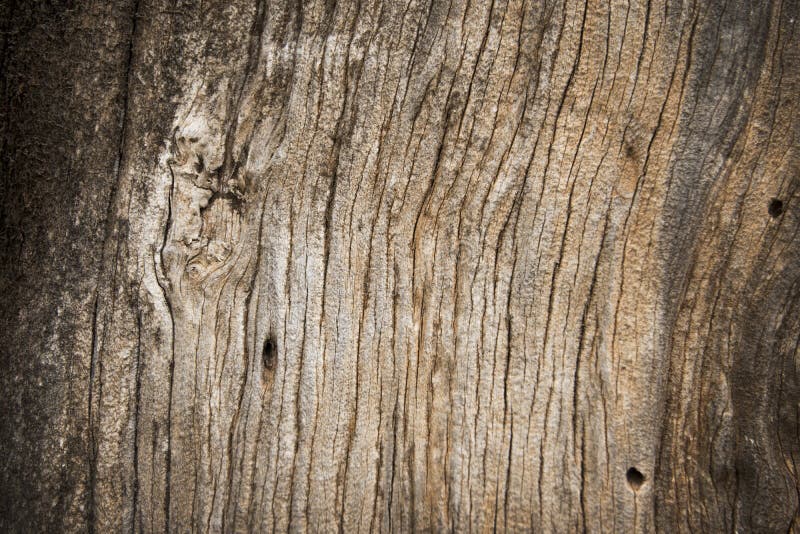 Wood Texture of Old Dried Tree. Stock Image - Image of insect, abstract ...