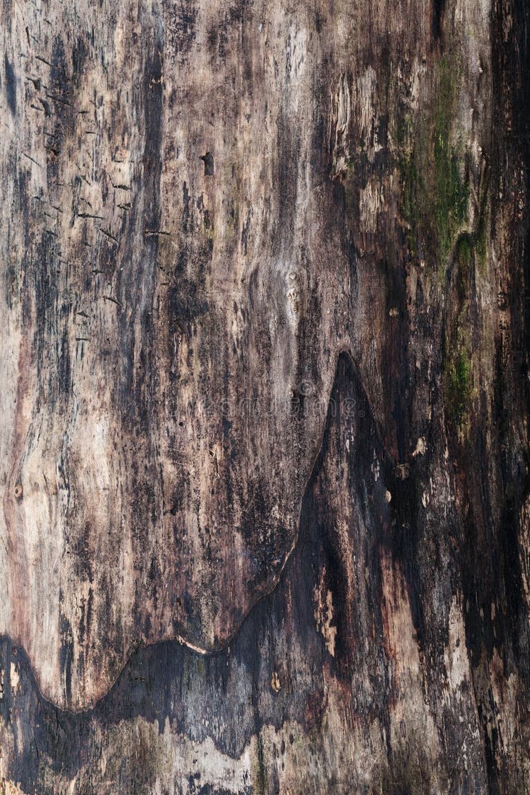 274 Wood Ree Stock Photos - Free & Royalty-Free Stock Photos from ...