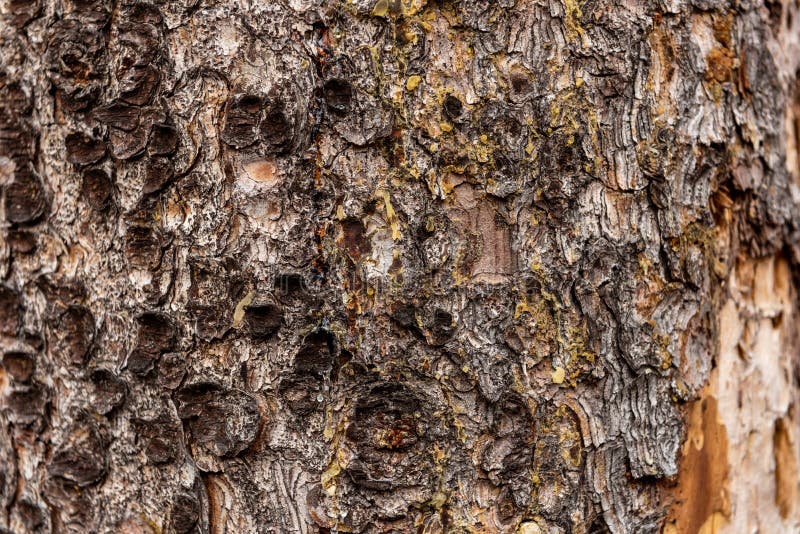 164 Rotting Skin Texture Stock Photos - Free & Royalty-Free Stock ...