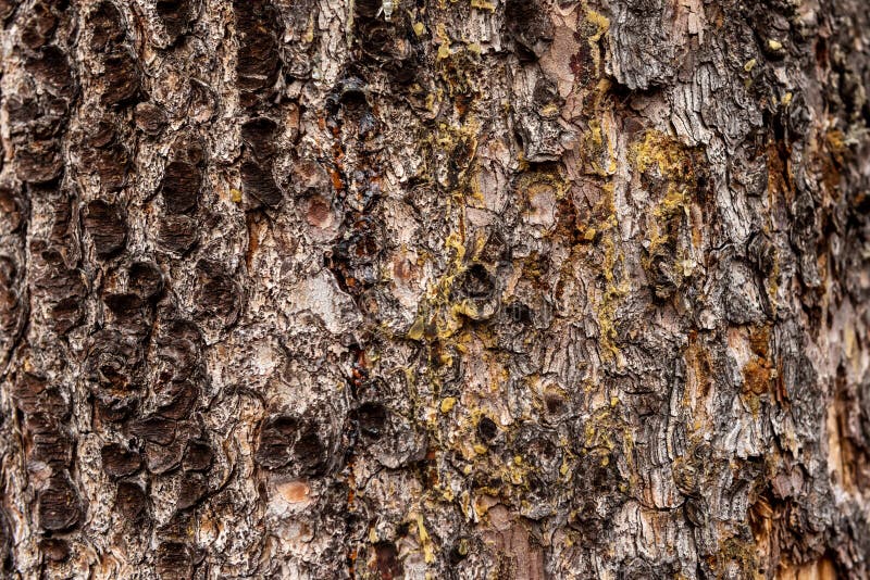 164 Rotting Skin Texture Stock Photos - Free & Royalty-Free Stock ...