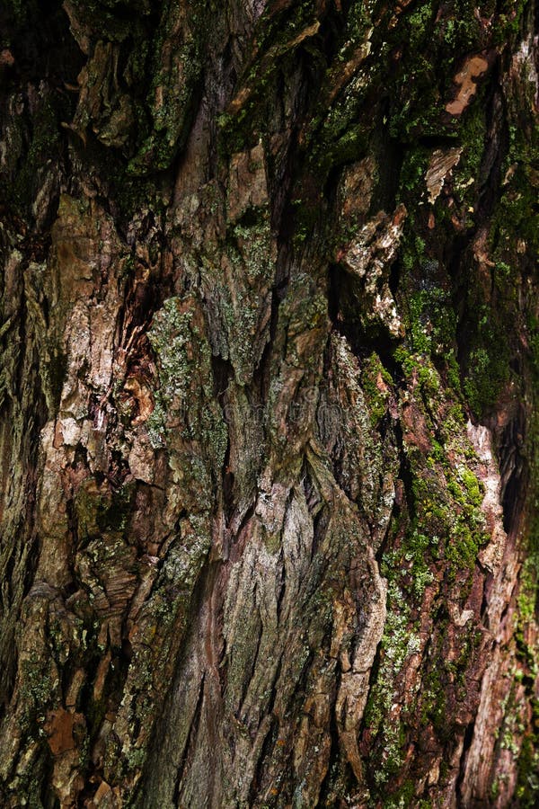 Wood Texture on an Old Tree Trunk Stock Photo - Image of outdoor, years ...