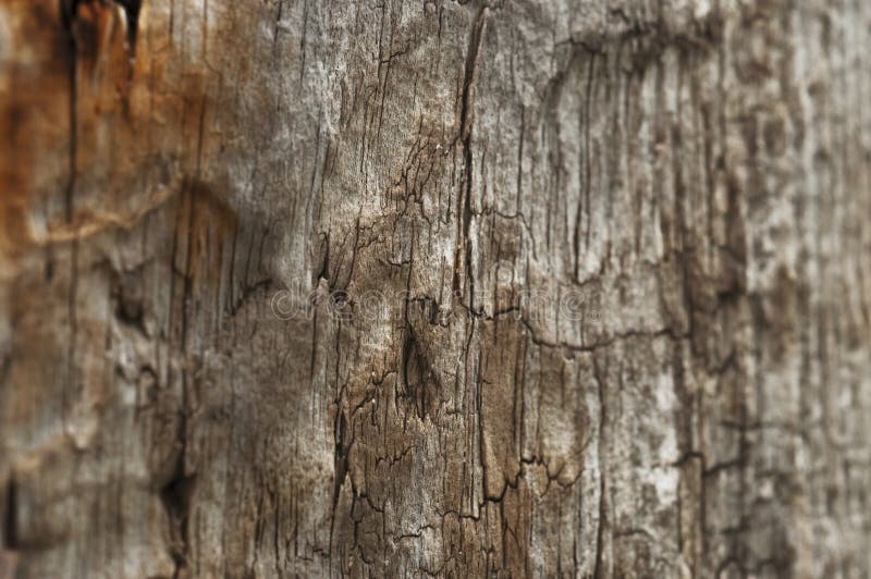 Wood Texture of an Old Tree Trunk. Stock Photo - Image of nature, grain ...