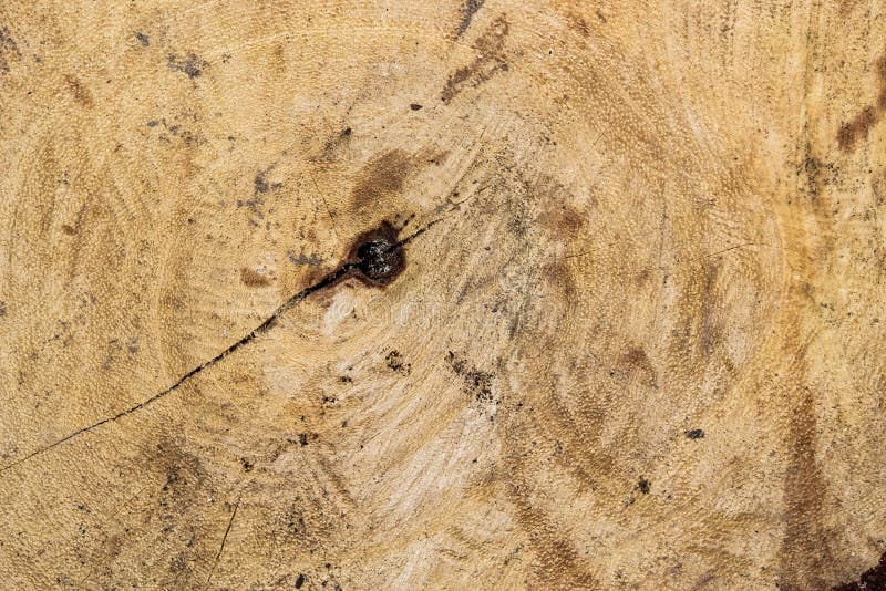 Wood Texture (Para Rubber Tree) Stock Image - Image of tree, industry ...