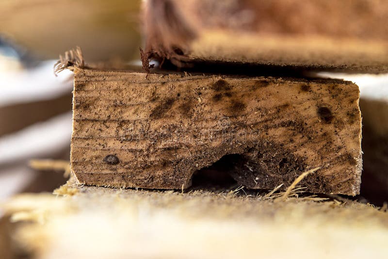 Wood Texture (Para Rubber Tree) Stock Photo - Image of industry, wood ...