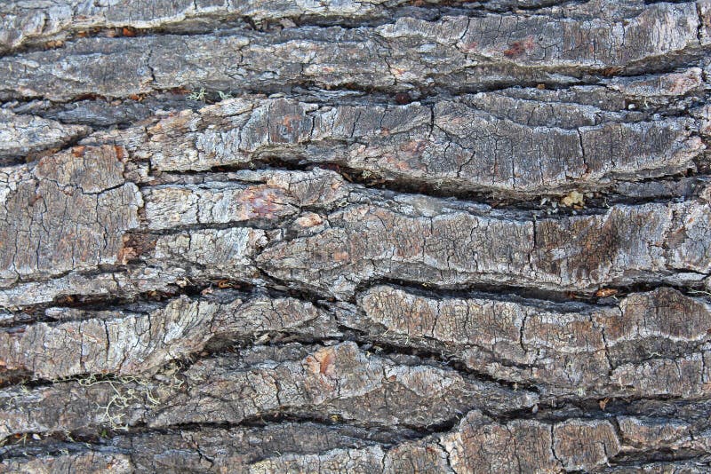Wood texture stock image. Image of natural, hardwood - 52472257