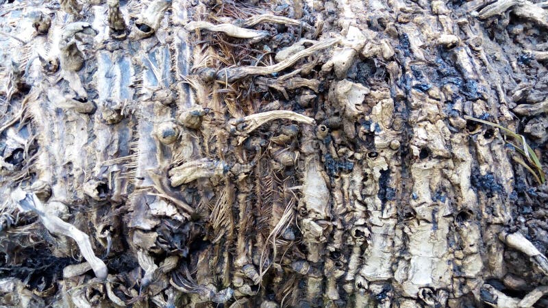 Wood Texture Pattern Rusty Grunge Stock Photo - Image of backdrop ...