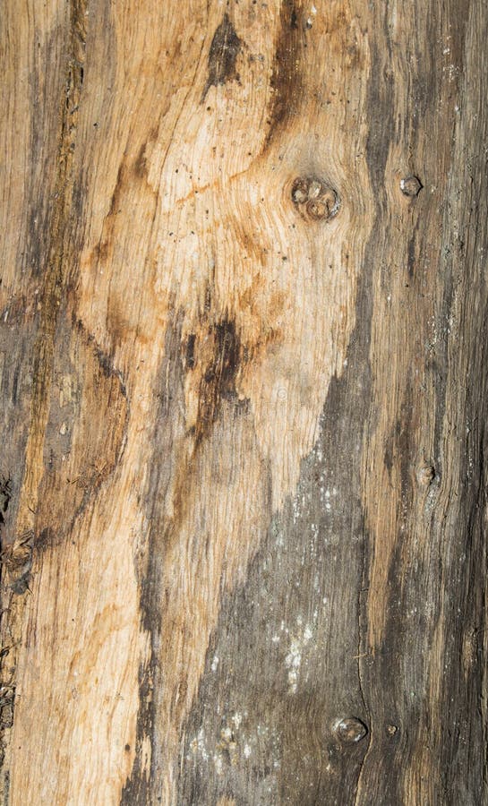Wood Texture Pattern Tree Trunk Stock Image - Image of bark, wooden ...