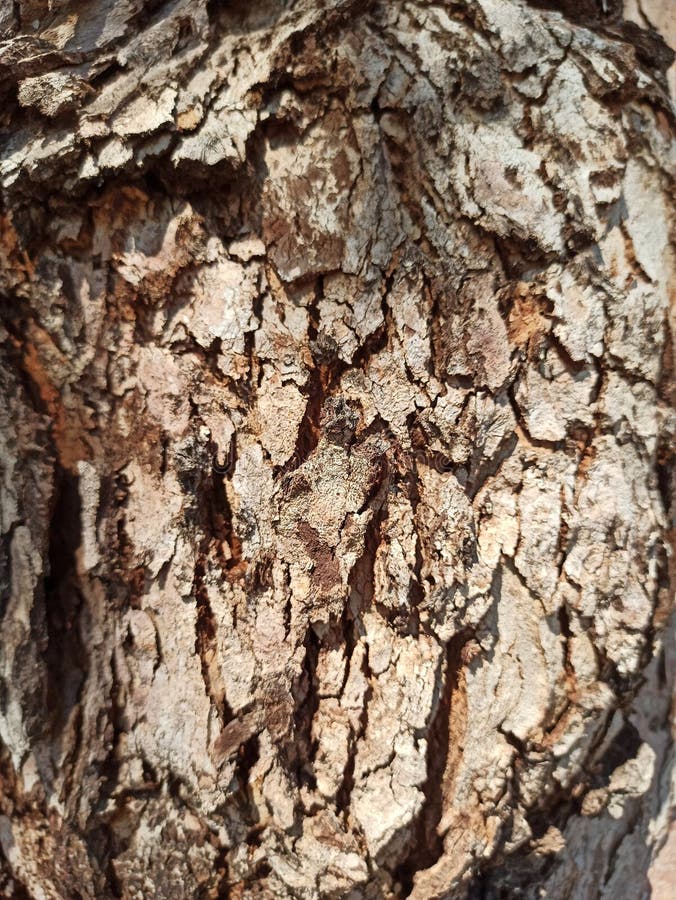 Wood Texture Photo Summer Light Stock Photo - Image of light, bark ...