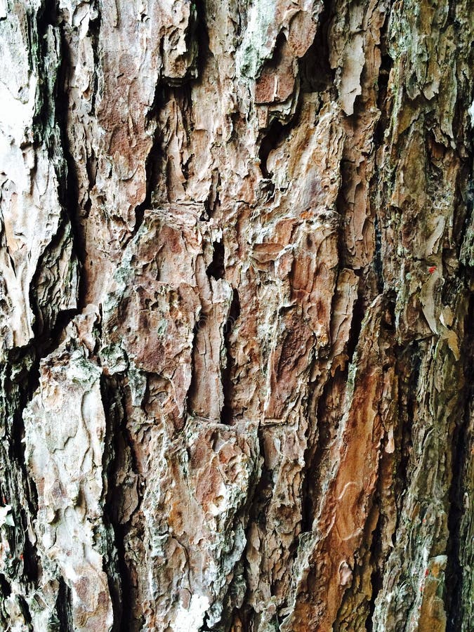 Bjerk Stock Photos - Free & Royalty-Free Stock Photos from Dreamstime