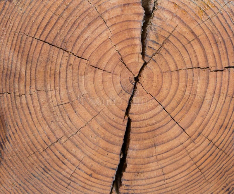 Log Rings stock photo. Image of forestry, lumber, circular - 3141810