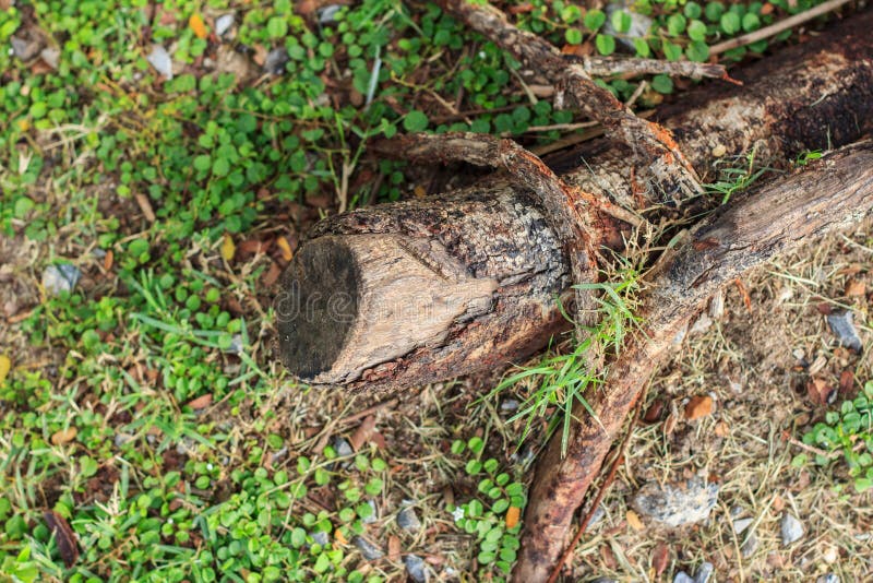 Wood texture and root tree stock photo. Image of natural - 78130508