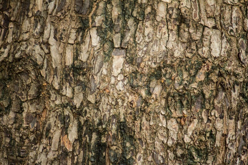 Wood texture and root tree stock image. Image of growth - 78130791