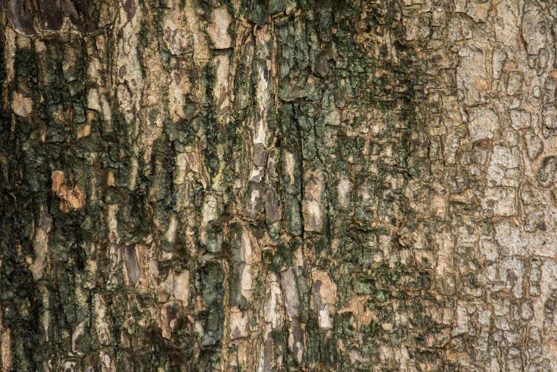 Wood texture and root tree stock photo. Image of root - 78130748