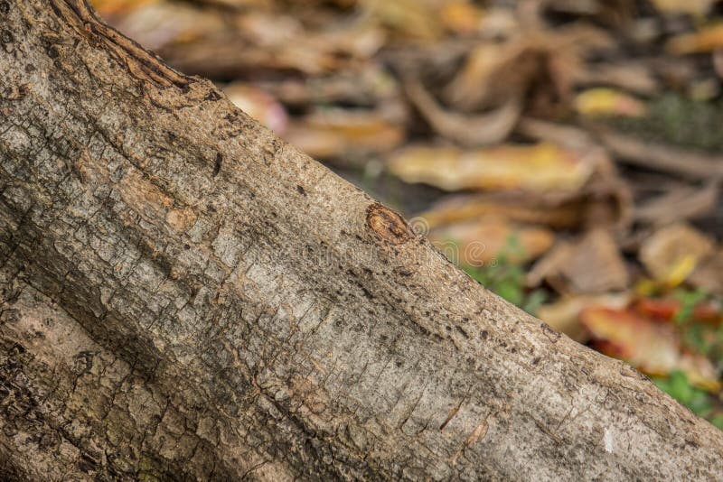 Wood texture and root tree stock image. Image of growth - 78130791