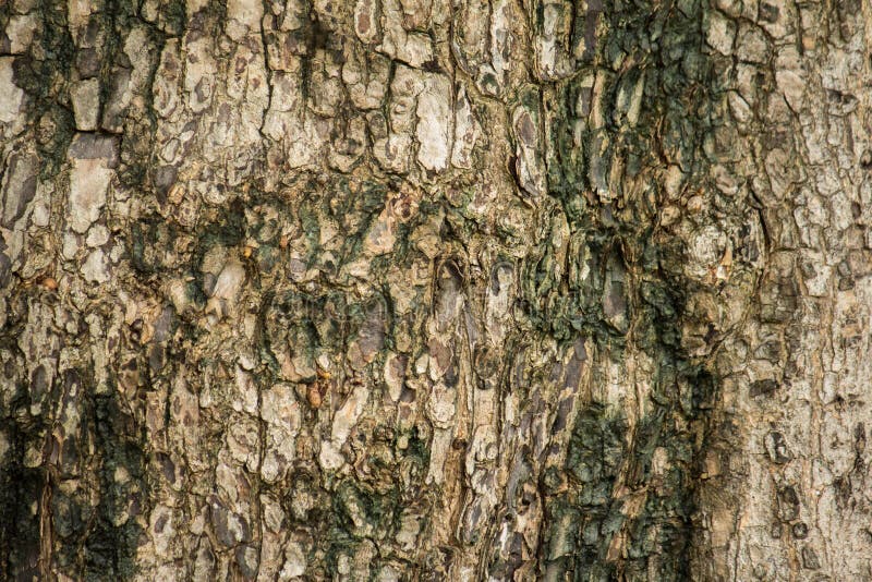 Wood texture and root tree stock image. Image of growth - 78130791