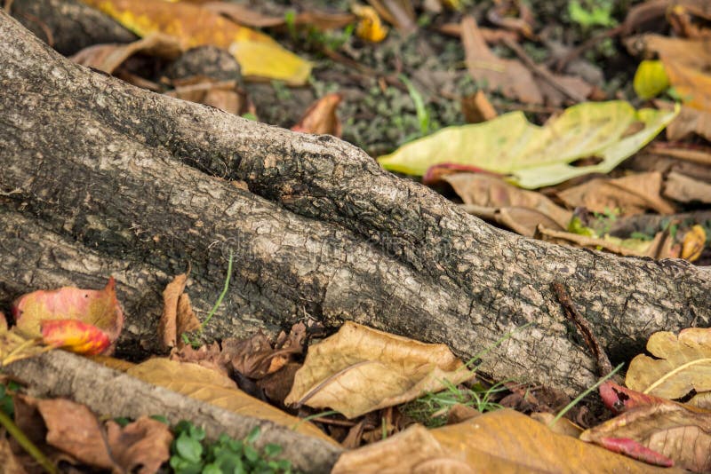 Wood texture and root tree stock image. Image of growth - 78130791