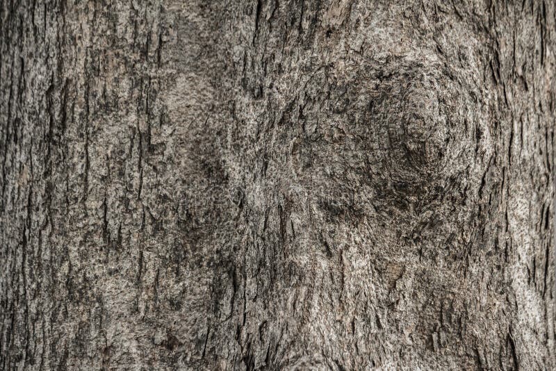 Wood texture and root tree stock image. Image of growth - 78130791