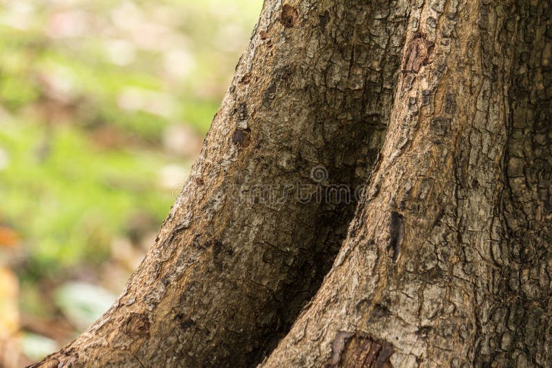 Wood texture and root tree stock photo. Image of spring - 78130808