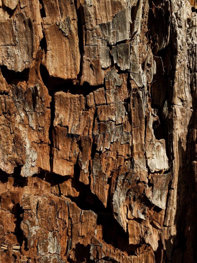 436 Rotted Wood Texture Stock Photos - Free & Royalty-Free Stock Photos ...